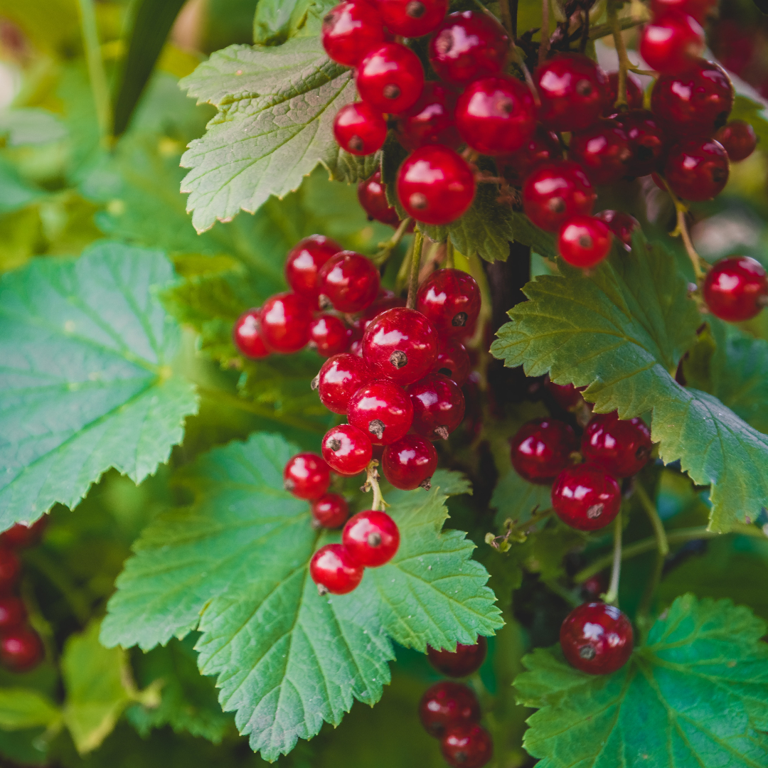 Johannisbeeren | Öpfelchasper, der Bio-Velokurier