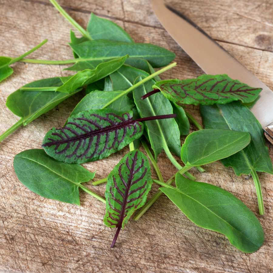 Sauerampfer | Öpfelchasper, der Bio-Velokurier