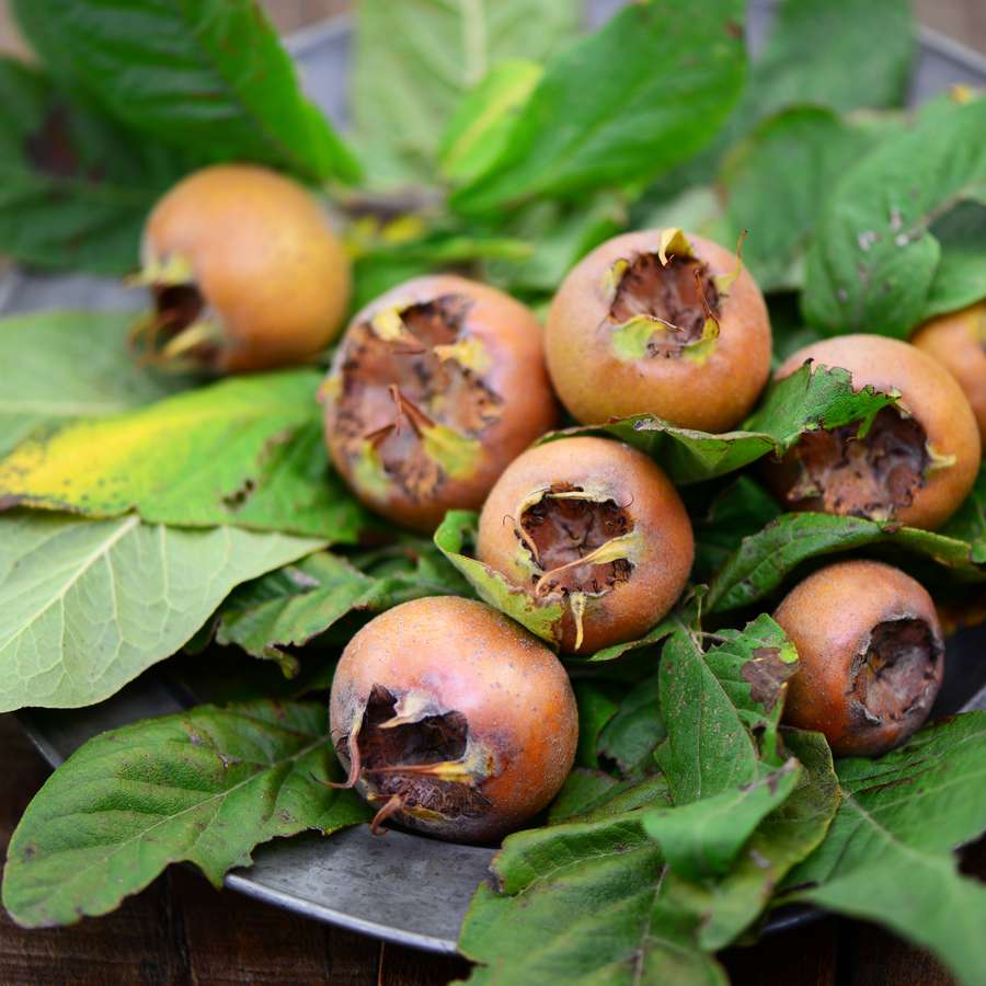 Mispeln | Öpfelchasper, der Bio-Velokurier